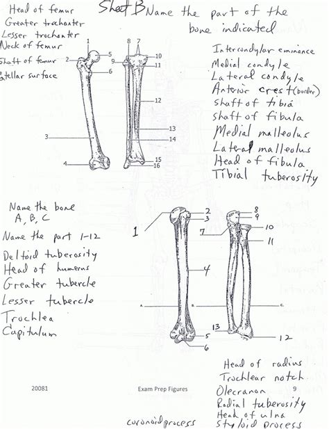 Femur Humerus Radius Ulna Tibia And Fibula Naming Diagram Quizlet