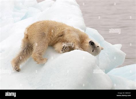 Polar Bear Ursus Maritimus Rolling On Ice Svalbard Norway Stock
