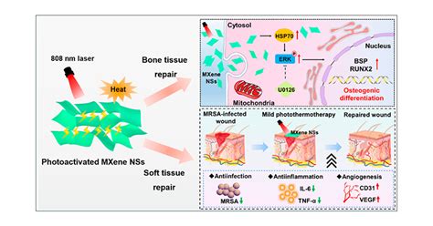 Photoactivated Mxene Nanosheets For Integrated Bonesoft Tissue Therapy
