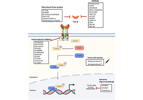 Transforming Growth Factor Signaling From Tumor Microenvironment To Anticancer Therapy