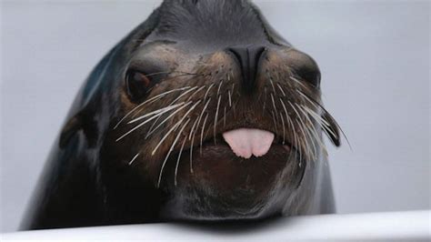 Откриха тюлен в обществена тоалетна на гробище Новини бг