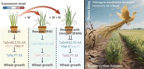 曹晓风研究组揭示植物光形态建成的表观遗传调控机制中国科学院遗传与发育生物学研究所