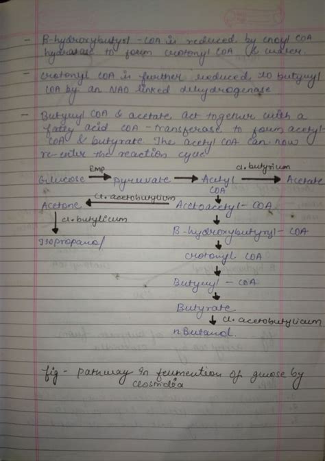 Fermentation Process Of Acetic Acid And Butyric Acidpdf