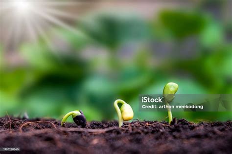 식물 성장과 자르기의 개념 비옥한 토양에서 자라는 나무는 각각 나무의 발아 물에 대한 스톡 사진 및 기타 이미지 물 씨앗 0명 Istock
