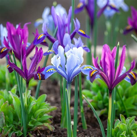 Buy Iris Reticulata Mix Blue And Purple Dwarf Iris Mix Sarah Raven