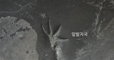 진주혁신도시서 국내 첫 백악기 원시악어 발자국 화석 발견
