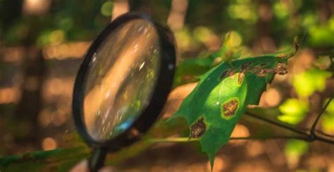 Tree Disease Key Symptoms And Remedies Isa Local Arborist