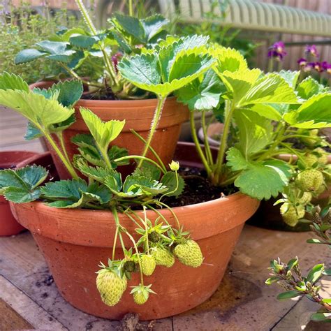 Growing Strawberry Plants In Pots Uk