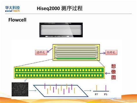 《全基因组测序wgs数据分析——1 dna测序技术》学习笔记 wgs建库原理 csdn博客