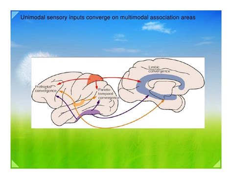 07a Association Cortex Frontal Lobe