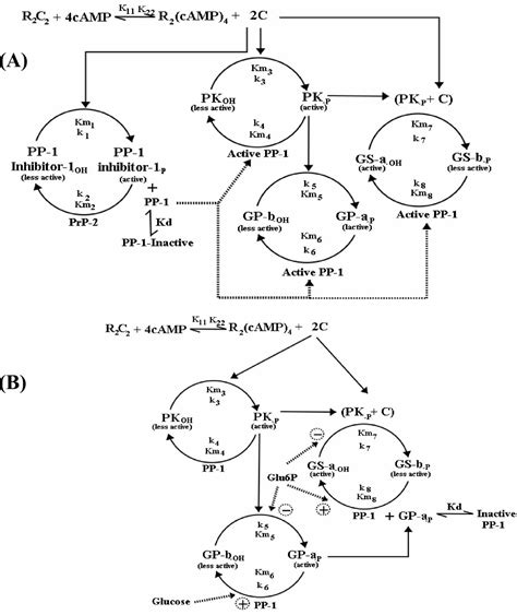Glycogen Synthase Regulation