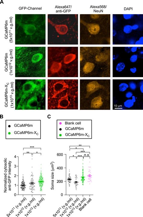 Figures And Data In Chronic Ca2 Imaging Of Cortical Neurons With Long Term Expression Of Gcamp