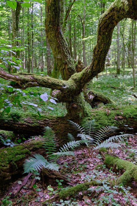Oak Tree Broken Branches Lying With Ferns Around Stock Image Image Of