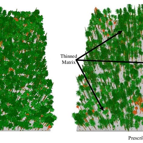 This Example Shows What A Variable Density Thinning Might Look Like