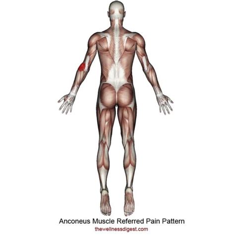 Anconeus Muscle Elbow Pain The Wellness Digest