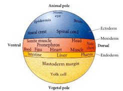 BMS11005 Intro To DevSteR Flashcards Quizlet