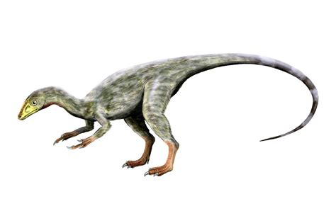 Interesting Facts About Compsognathus Interesting Facts About Compsognathus