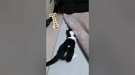 카페트와 숨바꼭질 놀이하기 귀여운고양이 Youtube