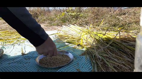 익은 벼를 훓어 본다 South Korea 대한민국 Youtube