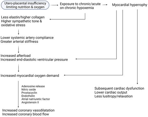 Myocardial Perfusion And Function Dichotomy In Growth Restricted
