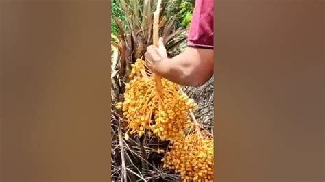 Eetha Pallu Shorts Fruit Youtube