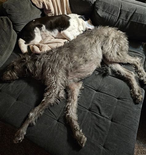 Suzanne Dammitarthur Thanks Buddy Instagram