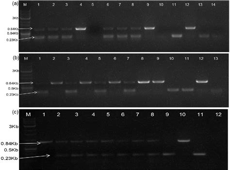 Figure 1 From Expanding Possibilities For Foreign Gene Expression By