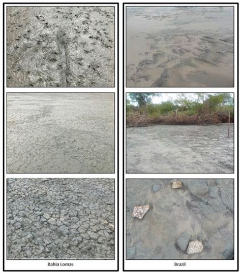 Multi Sensor Remote Sensing Of Intertidal Flat Habitats For Migratory Shorebird Conservation