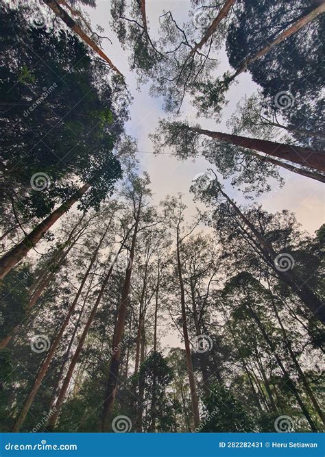 East Java Indonesia June 24 2023 Tall Big Trees And Blue Sky In Mojosemi Forest Park East