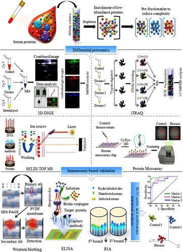 Differential Expression Of Serum Plasma Proteins In Various Infectious