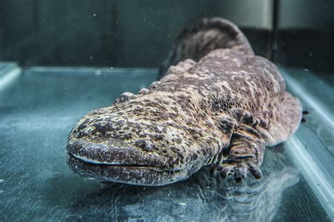 Chinese Giant Salamander Characteristics Habitat Feeding And More