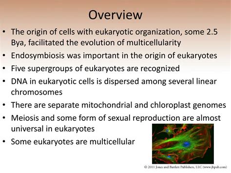Ppt Chapter 9 Eukaryotic Cells And Multicellular Organisms Powerpoint