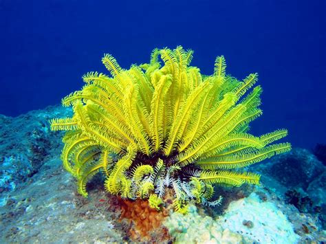 Sea Lily