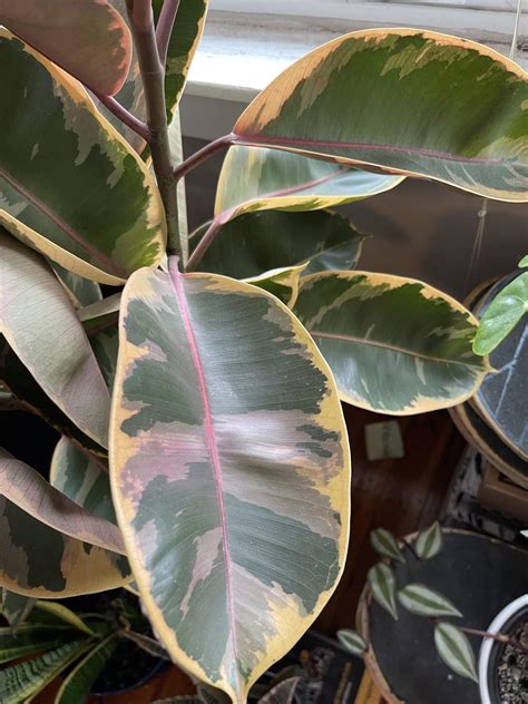 Ruby Ficus Leaf Edges Turning Yellow They Used To Be More Off White
