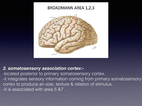 Cerebral Cortex Ppt Ppt