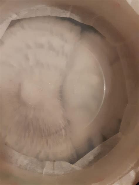 315 Best R Agarporn Images On Pholder Treasure Coast 5th Transfers From Same Spore Plate