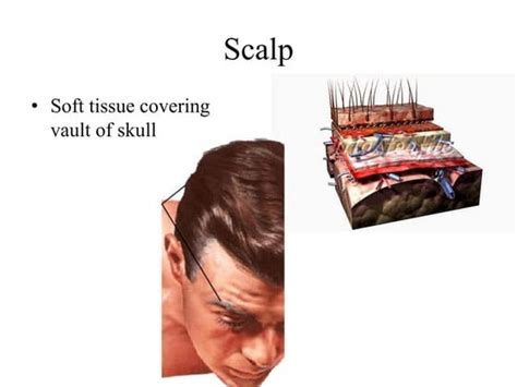 Scalp Anatomy Layers And Applied Aspects Pptx
