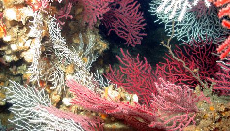 Deep Sea Corals Smithsonian Ocean