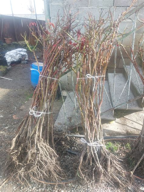 სასწაული აქცია შტამბის ყვავილები ვარდები სანერგე