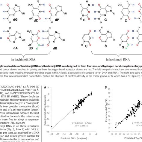 Thermodynamics Of Hachimoji Dna Duplexes A Plot Of Experimental