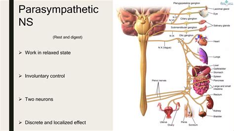 Parasympathetic Nervous System Pptx