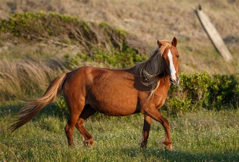 Understanding The Mares Breeding Cycle Chart