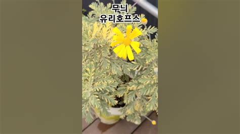 헬로우가든마켓 무늬유리호프스 Youtube