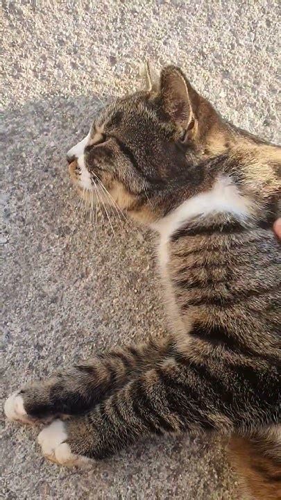 집돌이 하양이가 멀리간거 같습니다 Part1 고양이 Cat 하양이 까망이 Cute 외출냥 고양이일상 Youtube