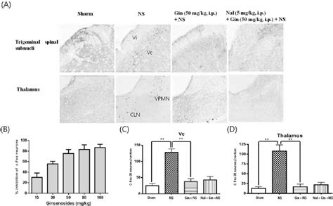 Effects Of Ginsenosides On The Number Fos Ir Neurons Increased By Ns To