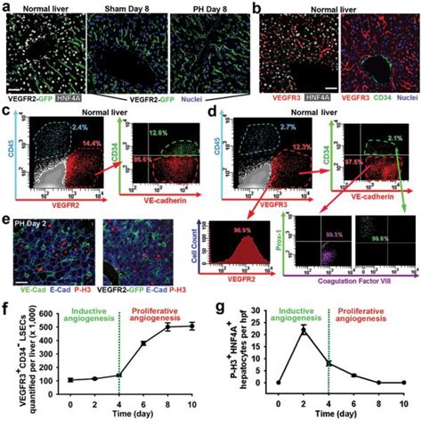 Inductive Angiocrine Signals From Sinusoidal Endothelium Are Required