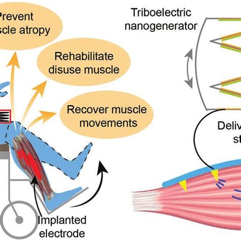 Modeling Of How Stability Is Affected By Stimulation Waveform Download Scientific Diagram