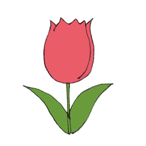 チューリップのイラスト かわいいフリー素材が無料のイラストレイン