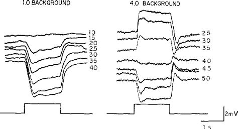 Figure 1 From Control Of Retinal Sensitivity Ii Lateral Interactions At The Outer Plexiform