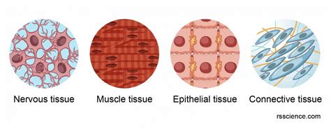 What Are The Types Of Animal Tissue At Robert Thaler Blog